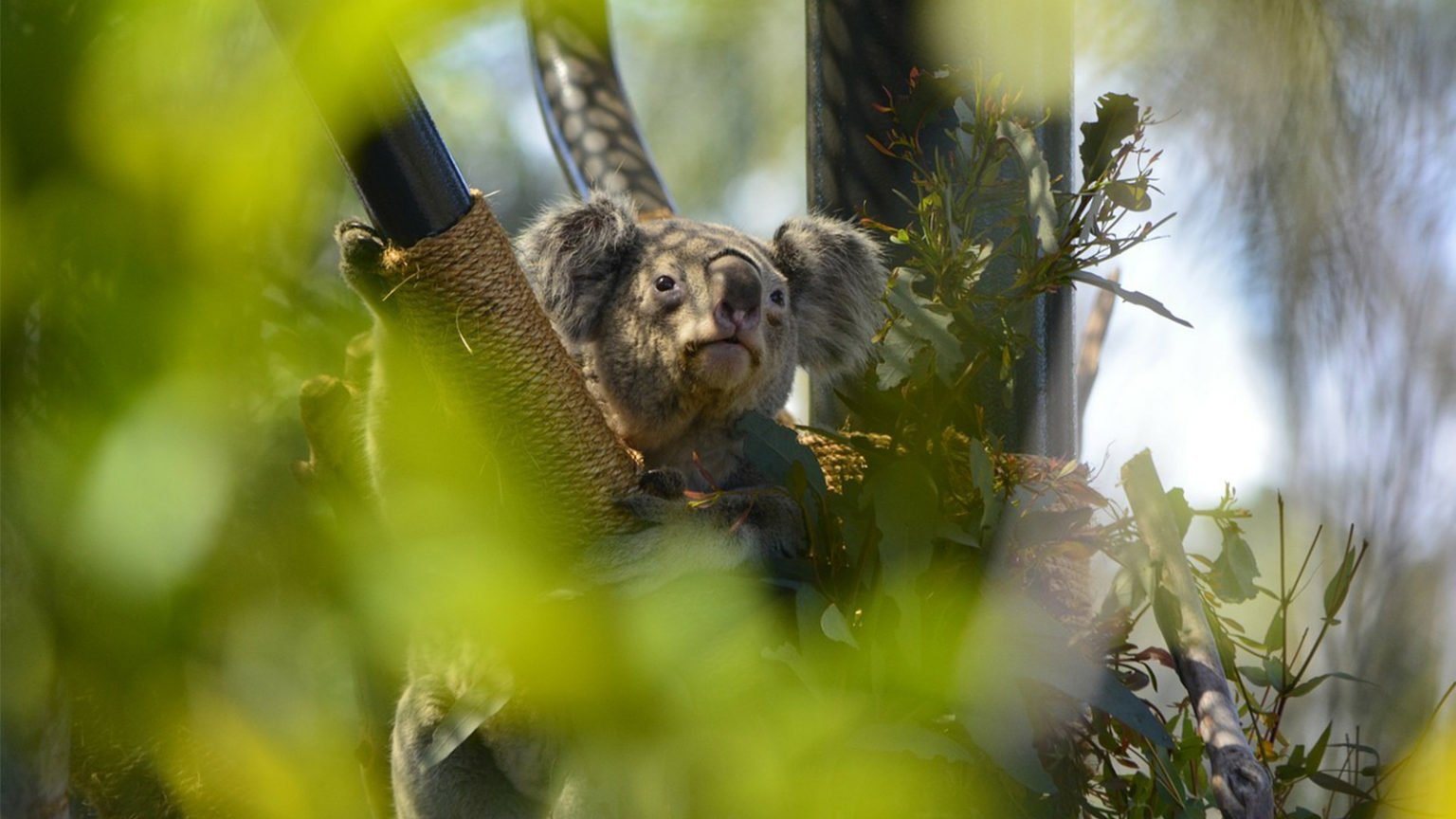 Koala Preservation: Hello Koalas Festival Port Macquarie
